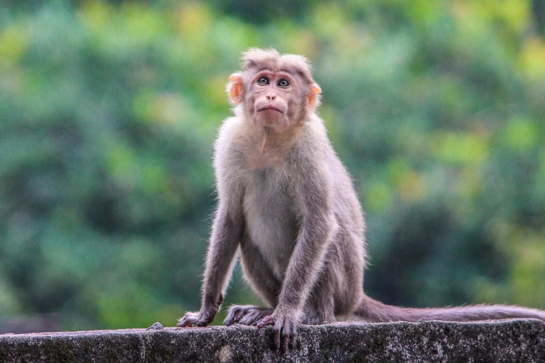 Coronavirus: US vaccine protects macaques from Covid-19, studies show ...
