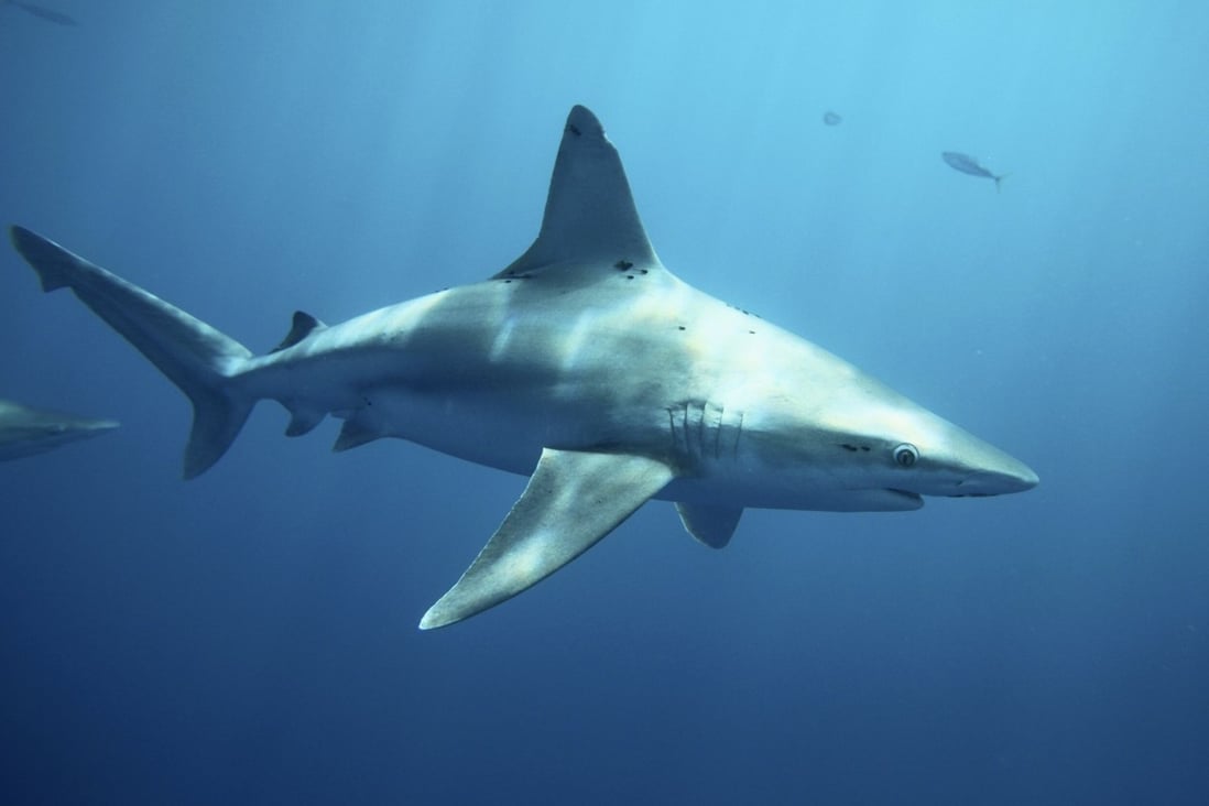 Shark encounter gives Hong Kong swimmers fright of their lives off Sai ...