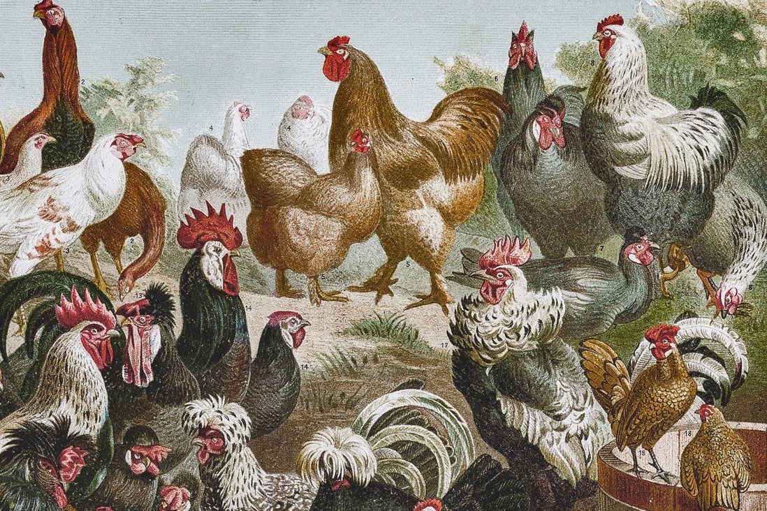 History of chickens: how the bird became world’s primary protein source ...