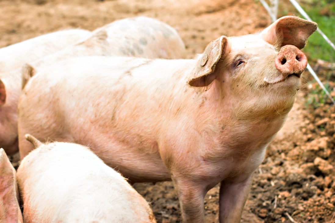 What have Western diners got against pork, Asia’s favourite meat ...
