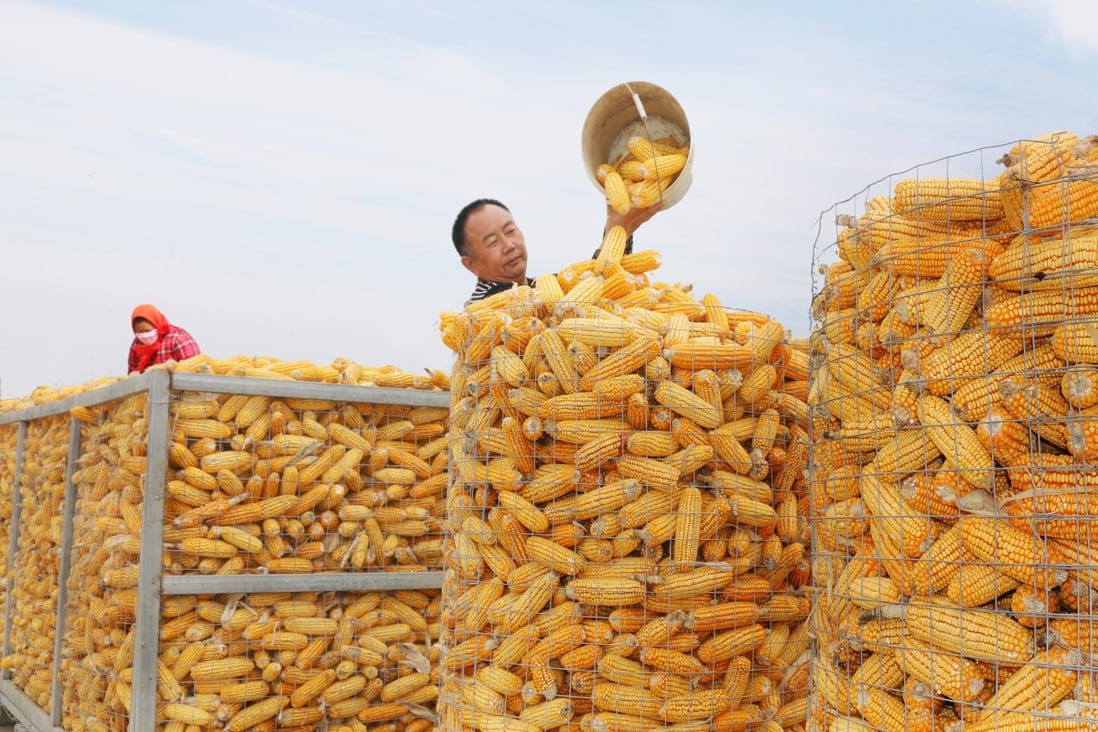 China corn video stokes food security fears amid coronavirus pandemic ...