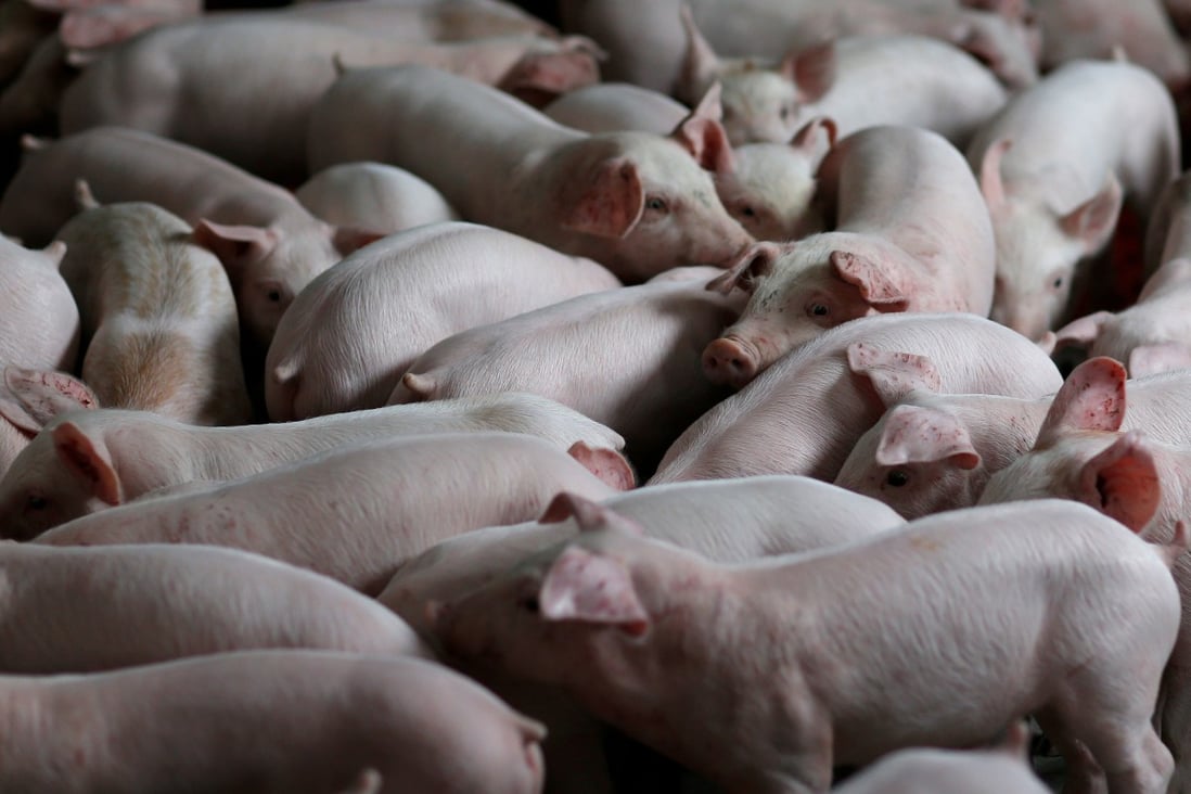 Gene editing: Chinese scientists bring safer pig-to-human organ ...