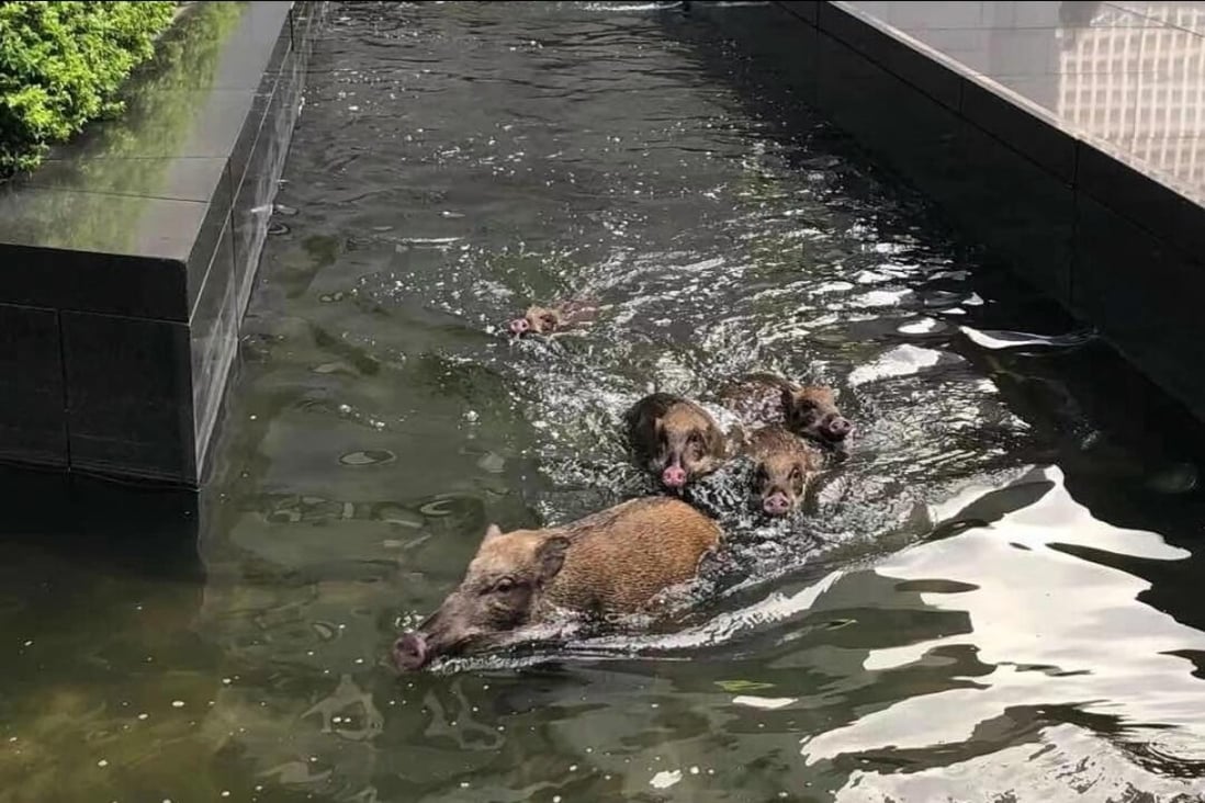 Feral family of boars hog limelight in Hong Kong business district with ...