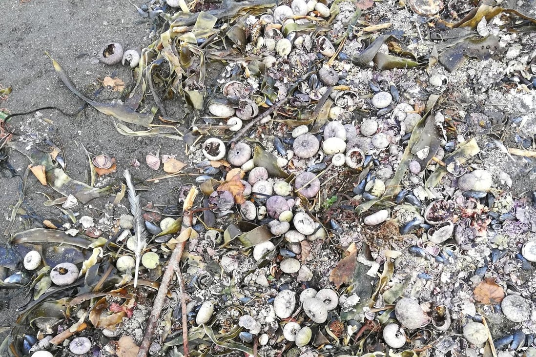 Did toxic rocket fuel kill sea creatures in Russian ‘ecological ...