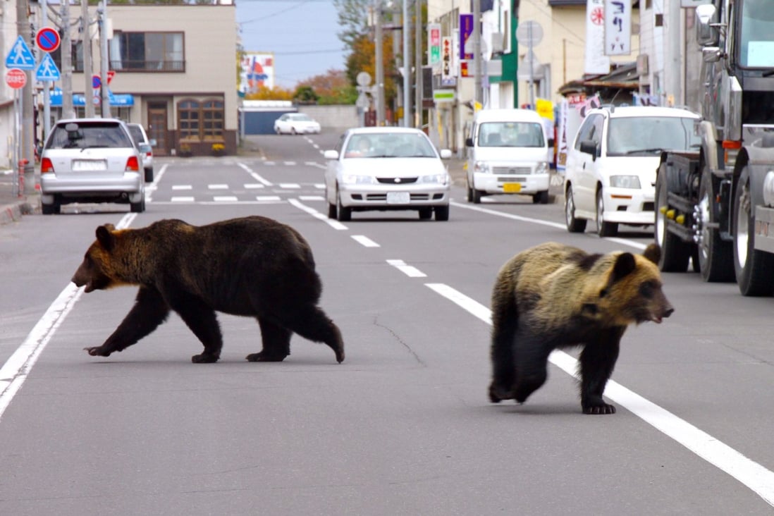 As Japan reports 13,600 bear sightings, why are they coming out of the ...