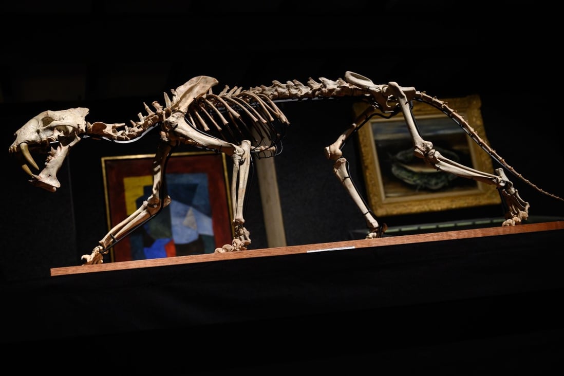 40-million-year-old sabre-toothed tiger skeleton sells for US$84,350 at ...