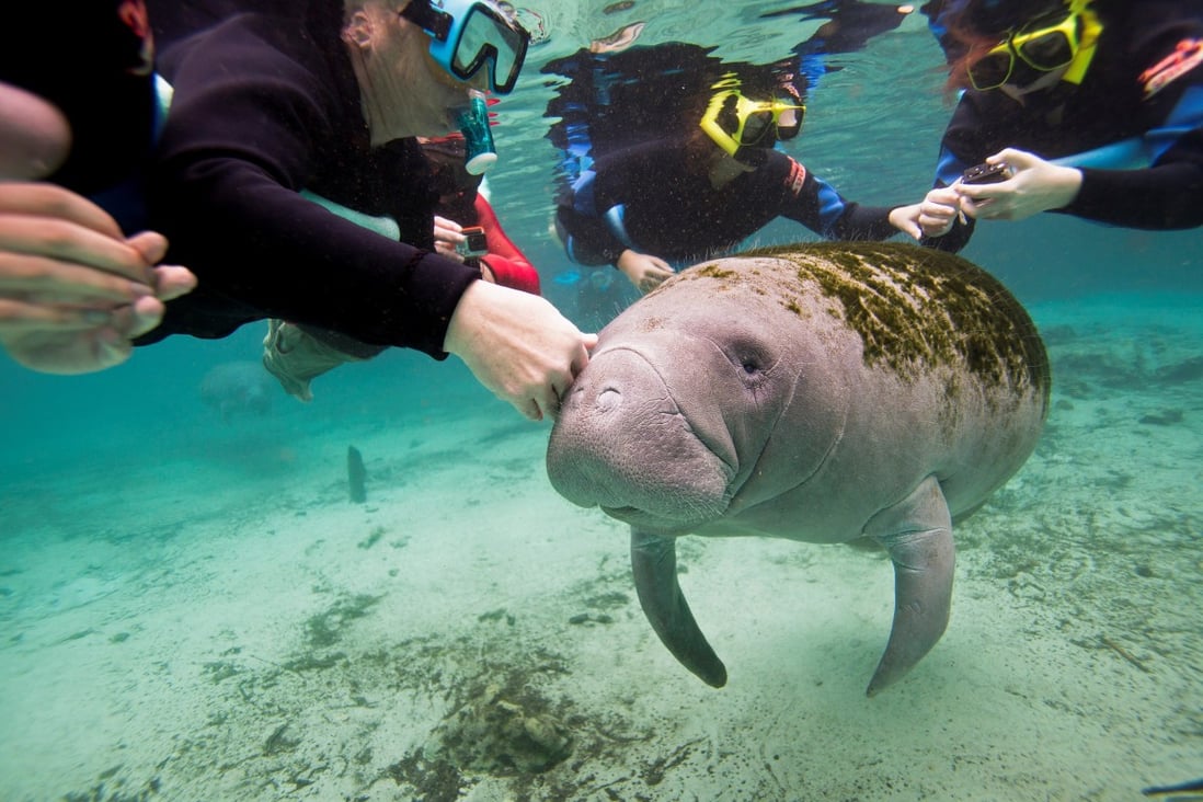 Manatee found with ‘Trump’ carved on back prompts abuse investigation ...