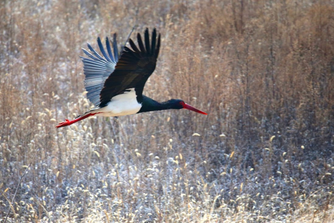 Birding is cool in China and the birds in Beijing are more varied than ...