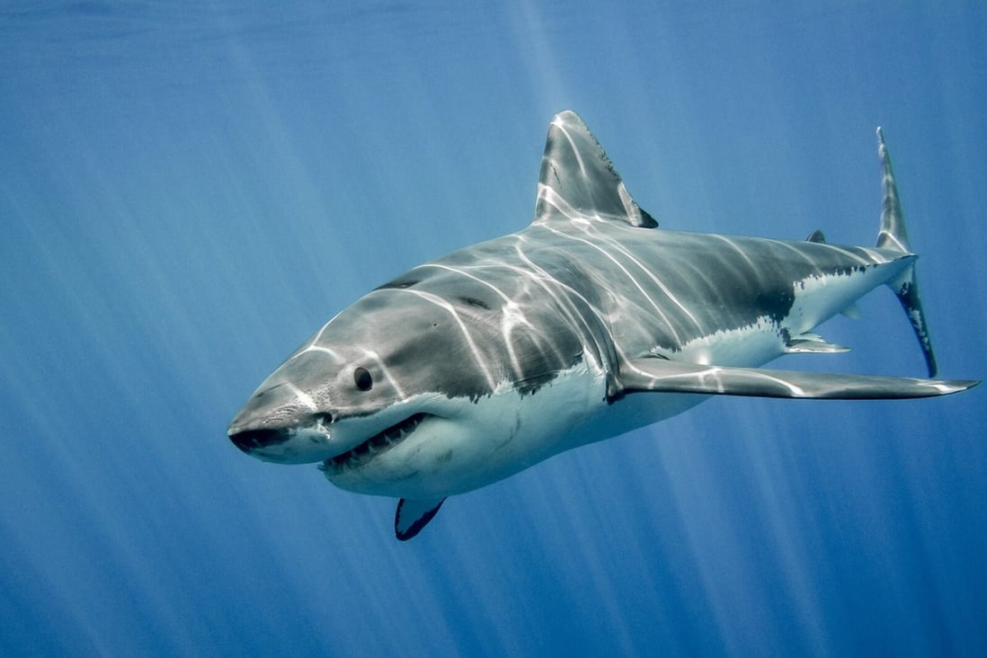 Dramatic shark decline leaves ‘gaping hole’ in ocean, scientists say ...
