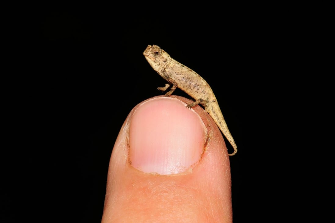 Is this tiny chameleon the world’s smallest reptile? | South China ...