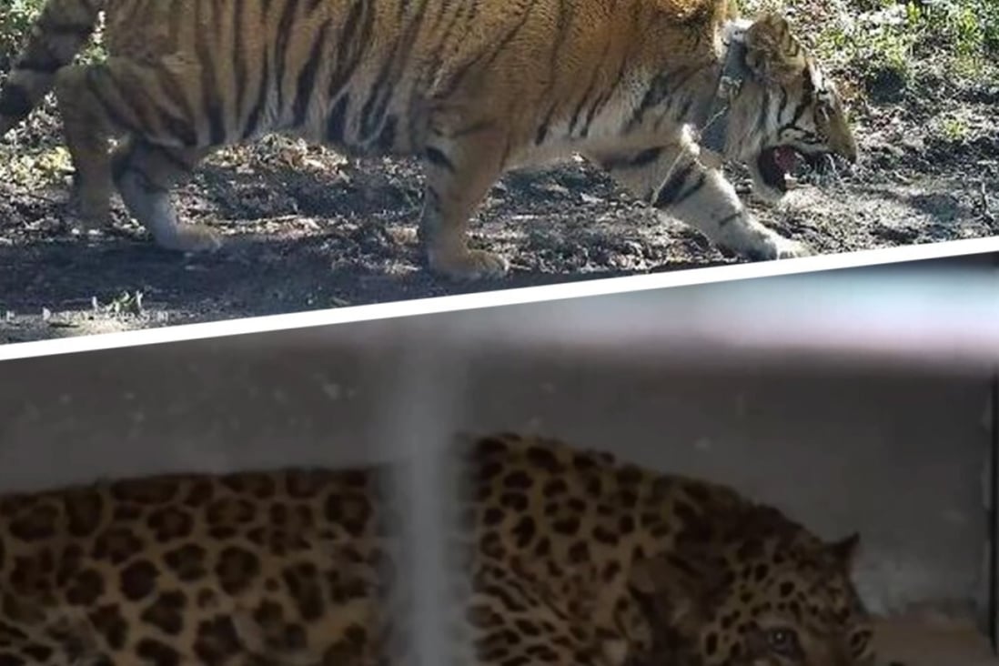 Missing leopard in China feared dead as Siberian tiger returned to the ...