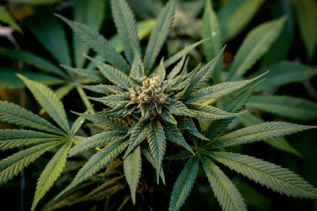 Cannabis was first domesticated 12,000 years ago in China, researchers ...