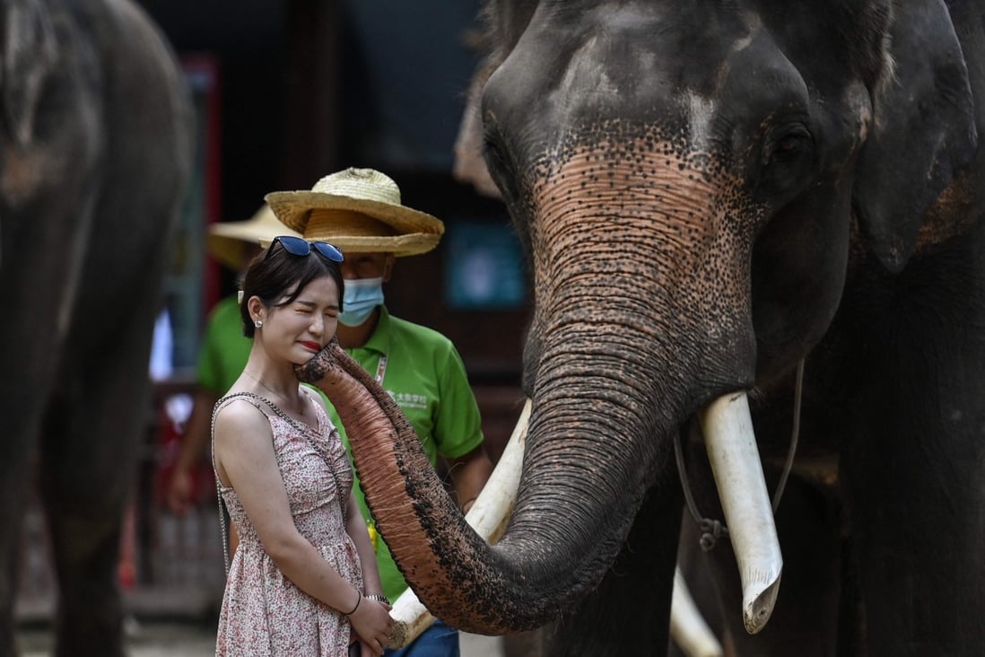 Chinese villagers coexist uneasily with resurgent, hungry elephants ...
