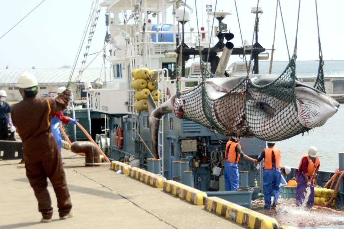 Why a new Japanese whaling ship is good news for animal welfare ...