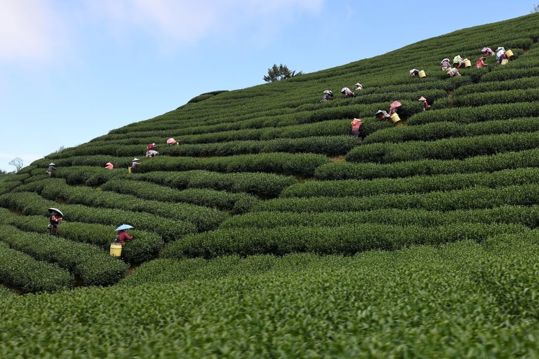 Taiwan’s tea growers scramble to adapt to extreme weather | South China ...