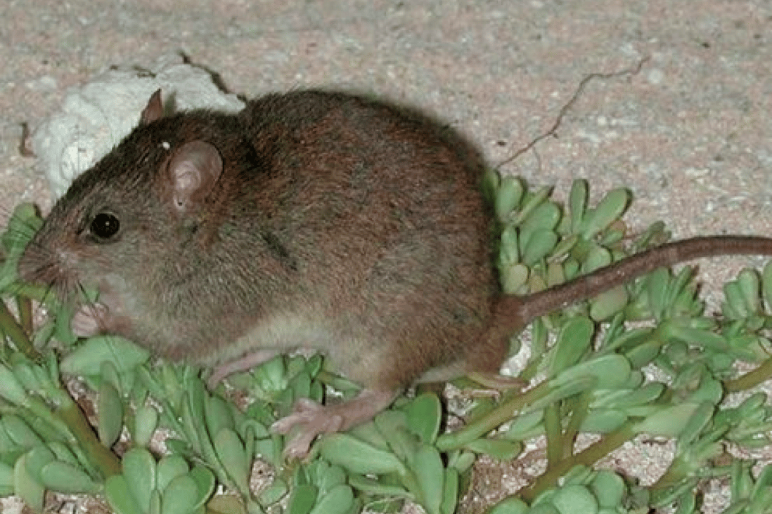 Australian rodent first to go extinct because of climate change | South ...