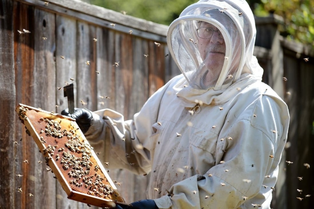 BC, Canada's Bees thriving in the midst of global shortage | South ...