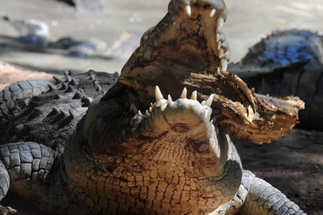 10,000 crocodiles starving after US drug case freezes elite Honduras ...