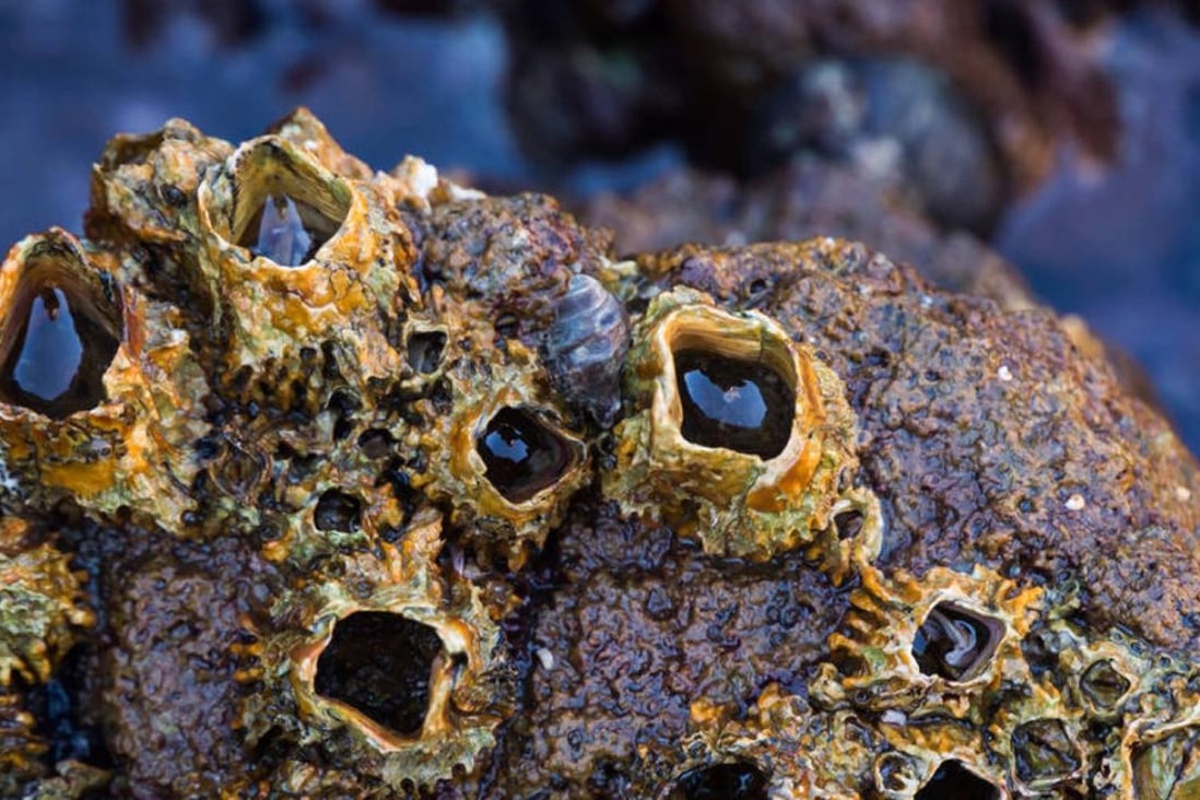Chinese scientists discover new family of barnacles during expedition ...