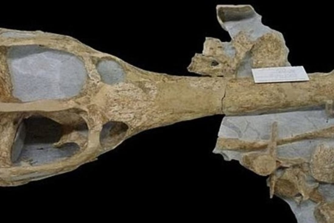 Move over T-rex, here’s M-rex, the ancient megacrocodile of the Sahara ...