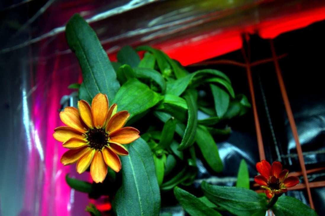 First flower in space blooms aboard International Space Station | South ...