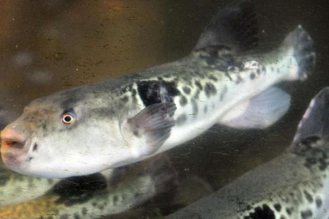 Japanese police raid elite ‘tiger blowfish’ supper club | South China ...