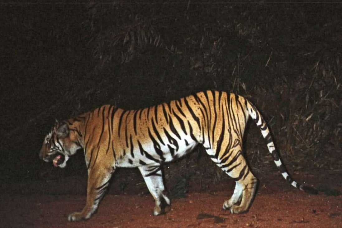 Cambodian tigers declared 'extinct' as reintroduction plan unveiled ...