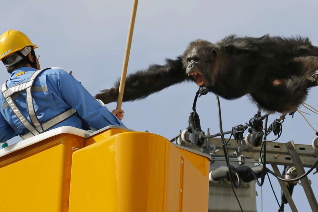 Monkey business: Chacha the runaway chimp survives fall from power line ...