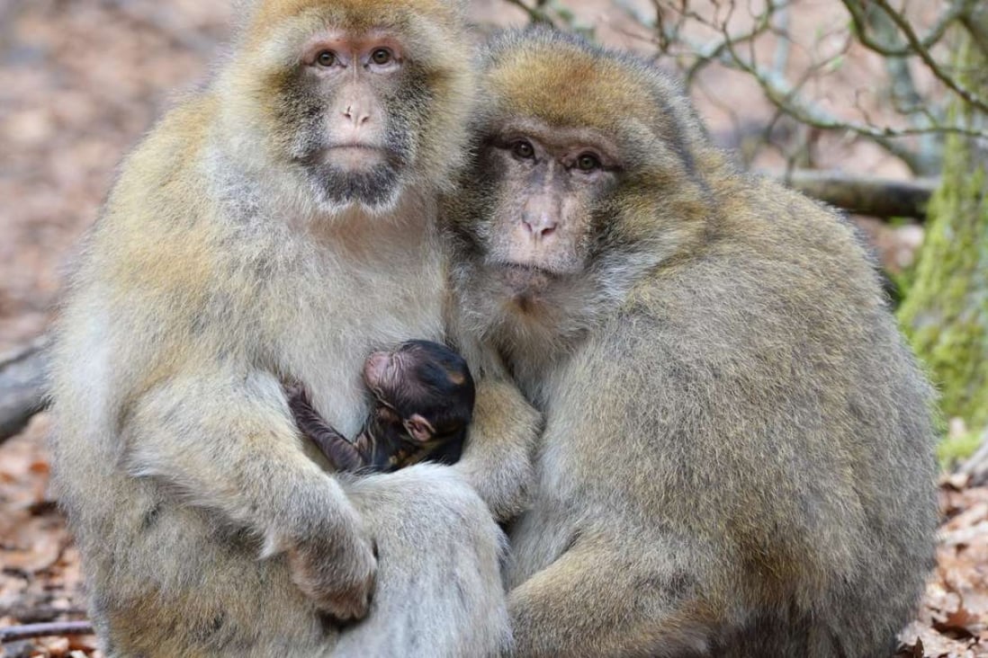 Antibody helped monkeys stave off ‘HIV’ for nearly six months ...