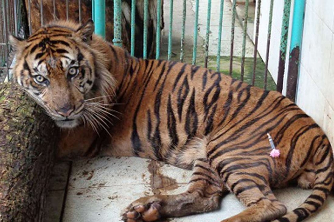 Critics demand improvements at Indonesia’s ‘zoo of death’ after rare ...
