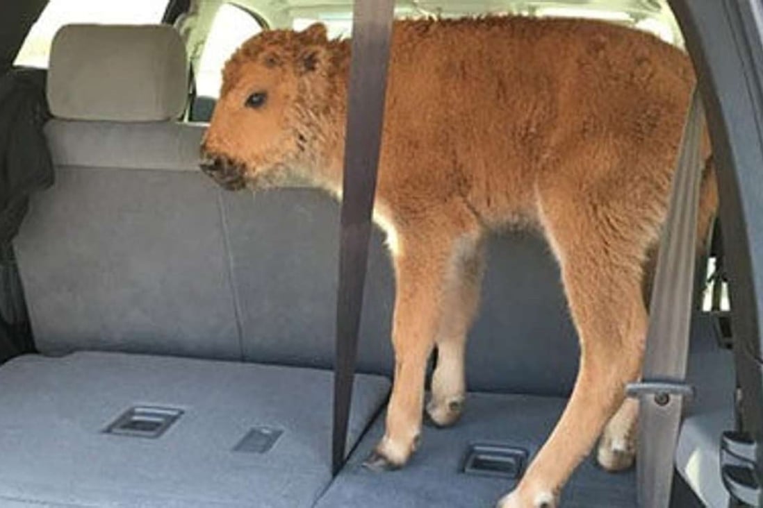 Baby bison dead after tourists put it in their car because they thought it looked cold | South ...
