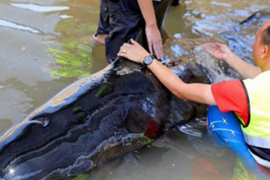 Pilot whale stranded on beach in southern China | South China Morning Post