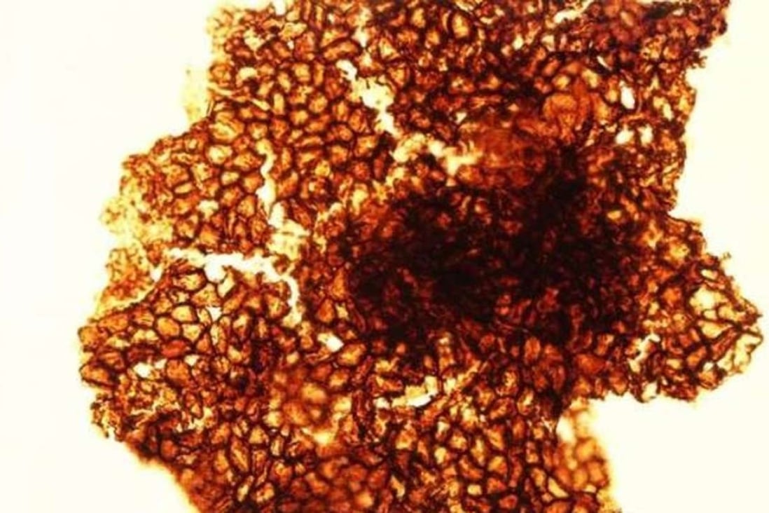 Ancient ‘seaweed’ fossils offer fresh look at life on earth | South ...