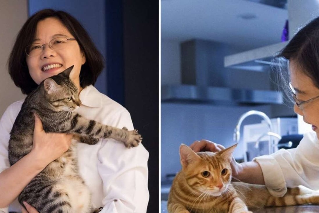 Taiwan’s cat-loving president Tsai Ing-wen to adopt three retired guide ...