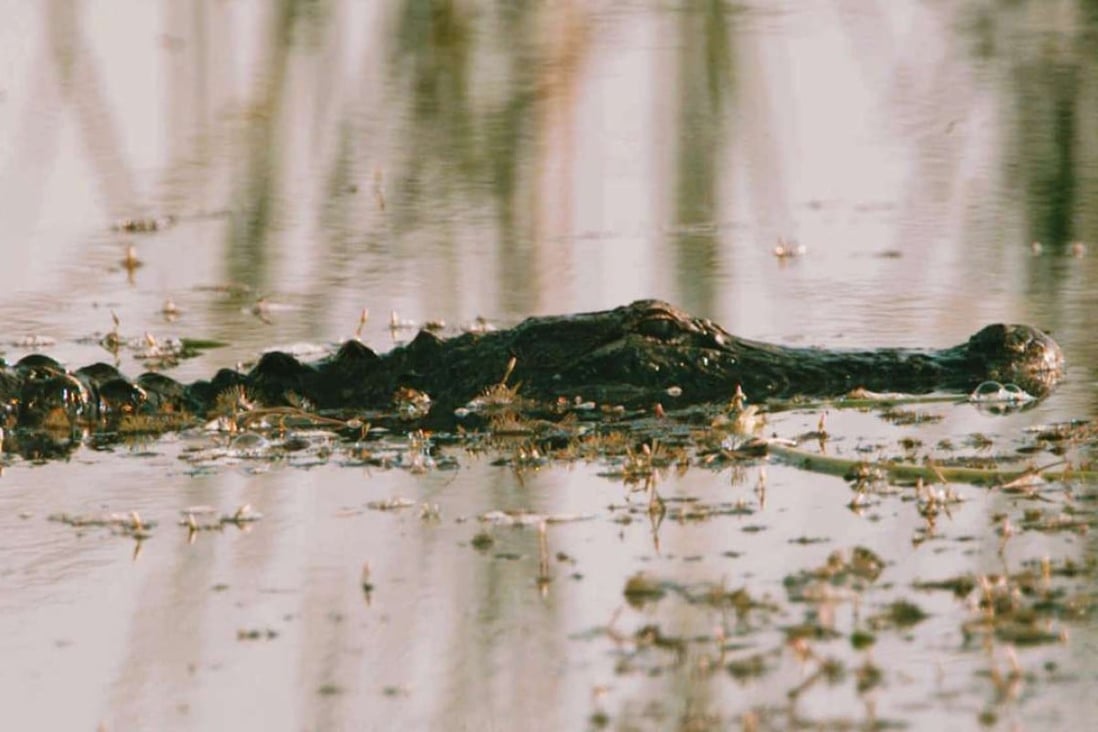 A gruesome history of Florida’s gator-infested Everglades | South China ...