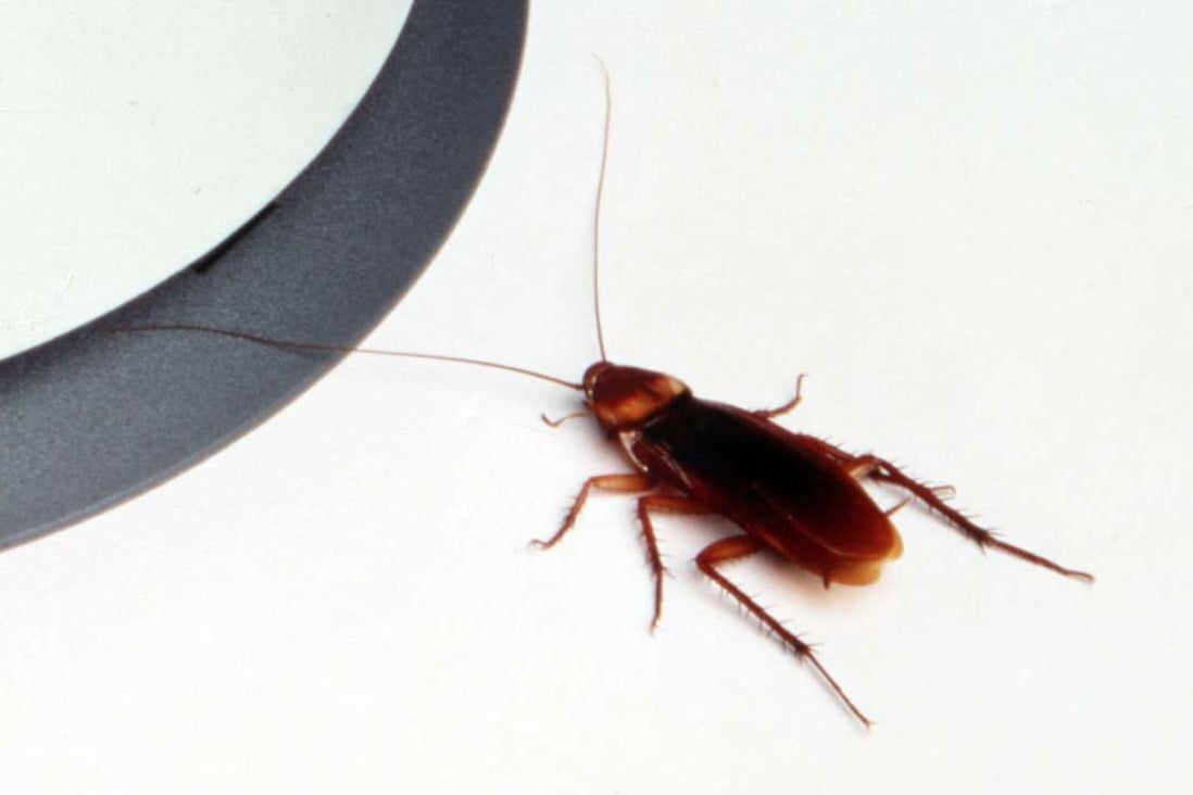 From cockroaches to ex-lovers: the top time-waster calls to South Korea ...