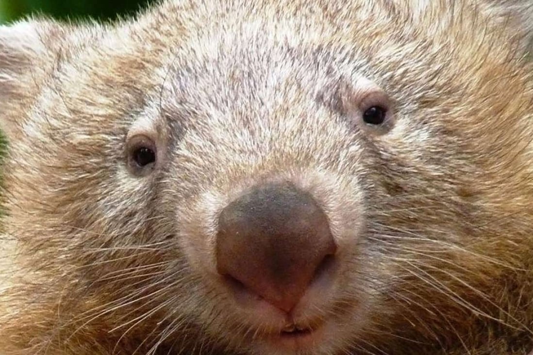 Australia mourns as depressed wombat dies after being deprived of ...