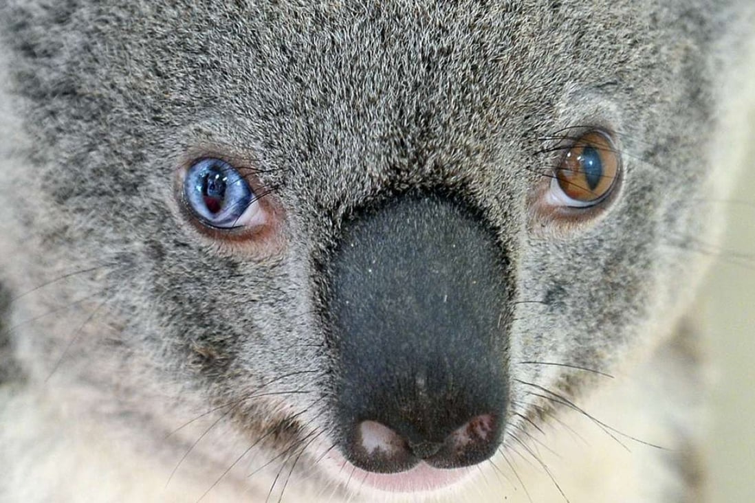 Face oddity: Bowie the koala's eyes stun Aussie vets | South China ...