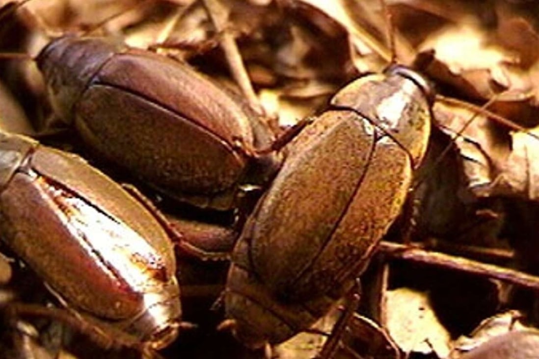 It’s no gag: cockroach milk is one of the world’s most nutritious and ...