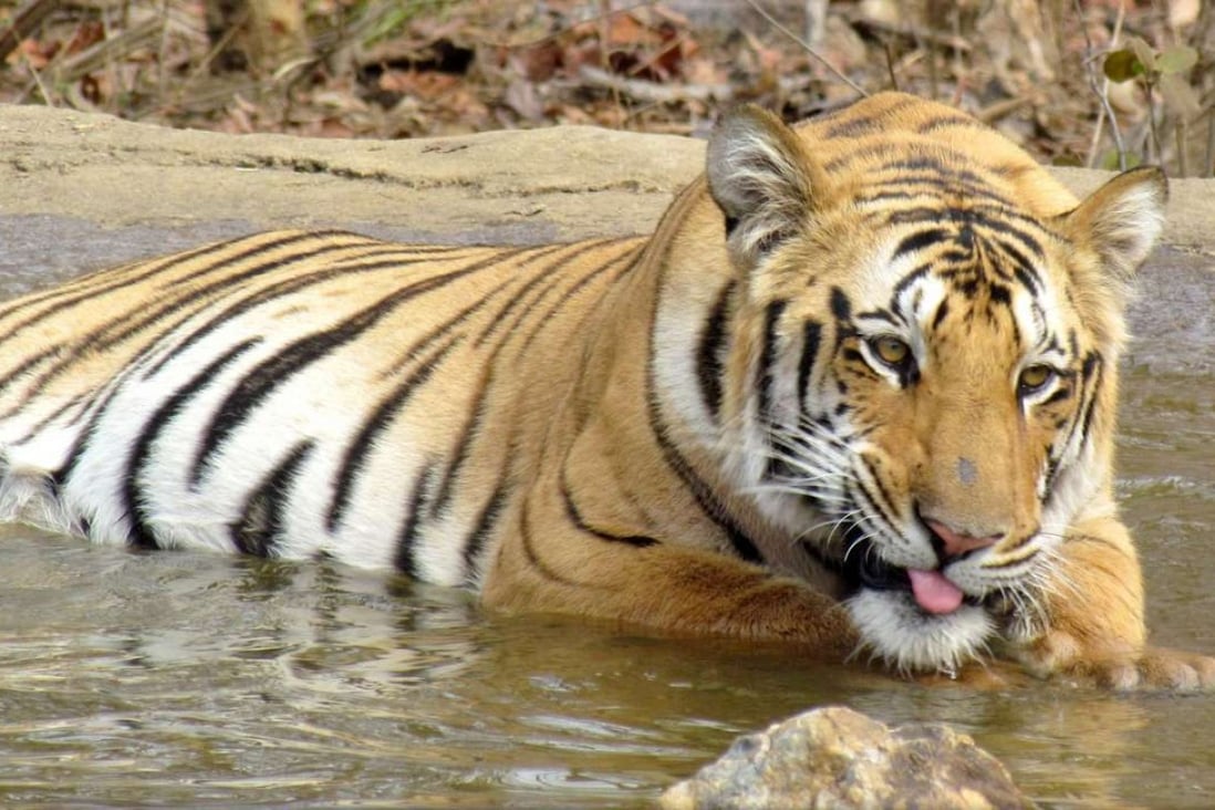 Where’s Jai? Search continues for India’s most beloved tiger | South ...