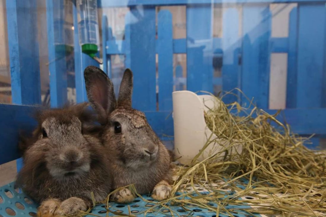 Hong Kong’s first rabbit cafe in hot water over licensing problems ...