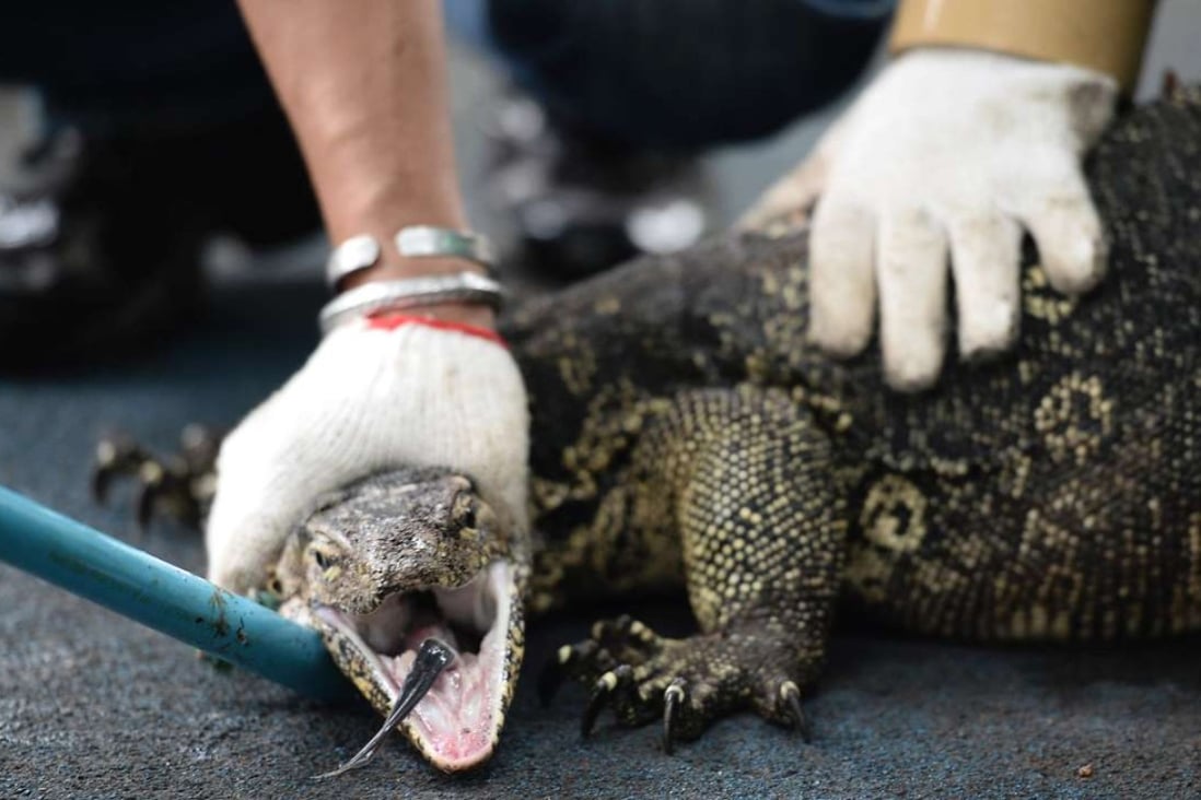 Pedestrians beware: lizards of Bangkok rounded up at their city centre ...
