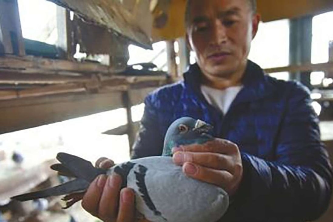 Chinese thieves steal 120 homing pigeons worth 70,000 yuan after third ...