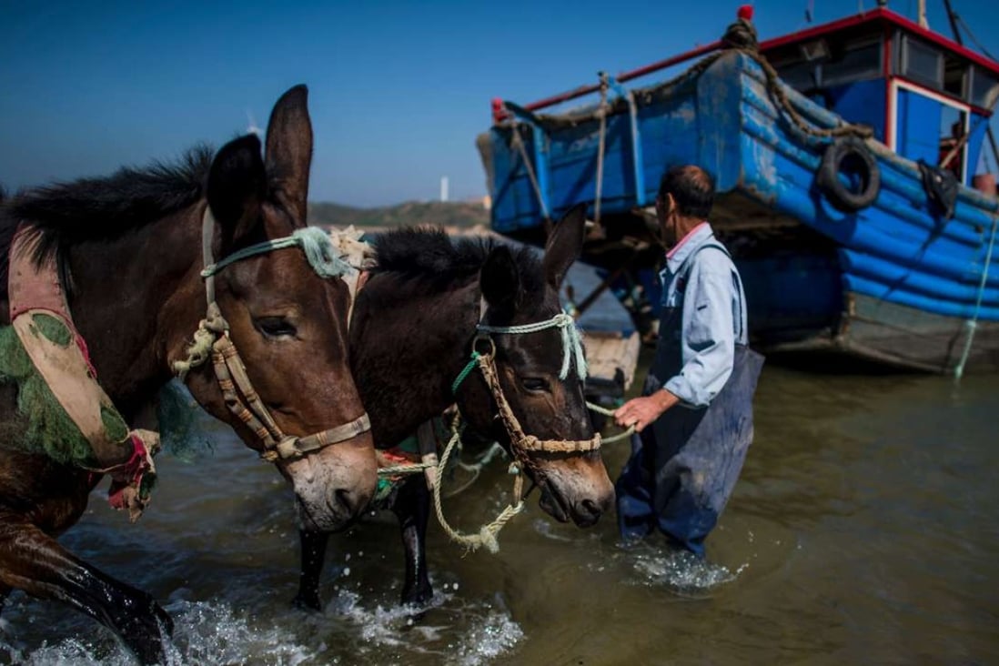 China’s jellyfish-hauling mules a dying breed as trucks replace ...