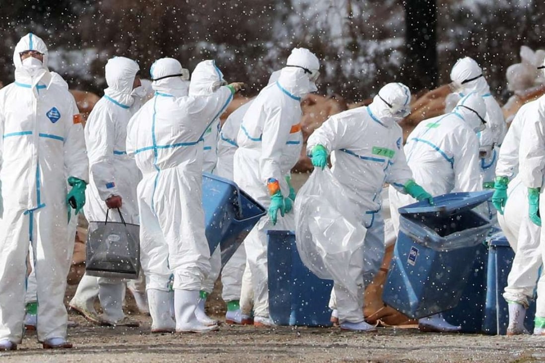 Japan orders major poultry cull after first bird flu outbreak in nearly ...