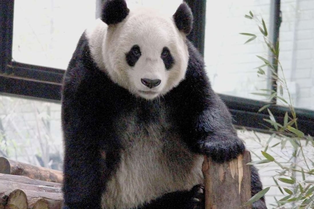 Deaths of giant panda and her cub at Shanghai wildlife park spark ...