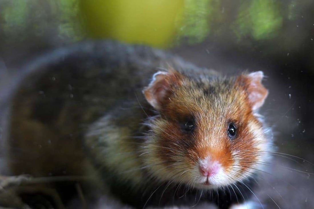 Corn may be turning French hamsters into deranged cannibals | South ...