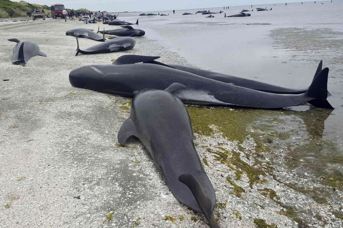 New Zealand warns of exploding whale carcasses after mass stranding at ...