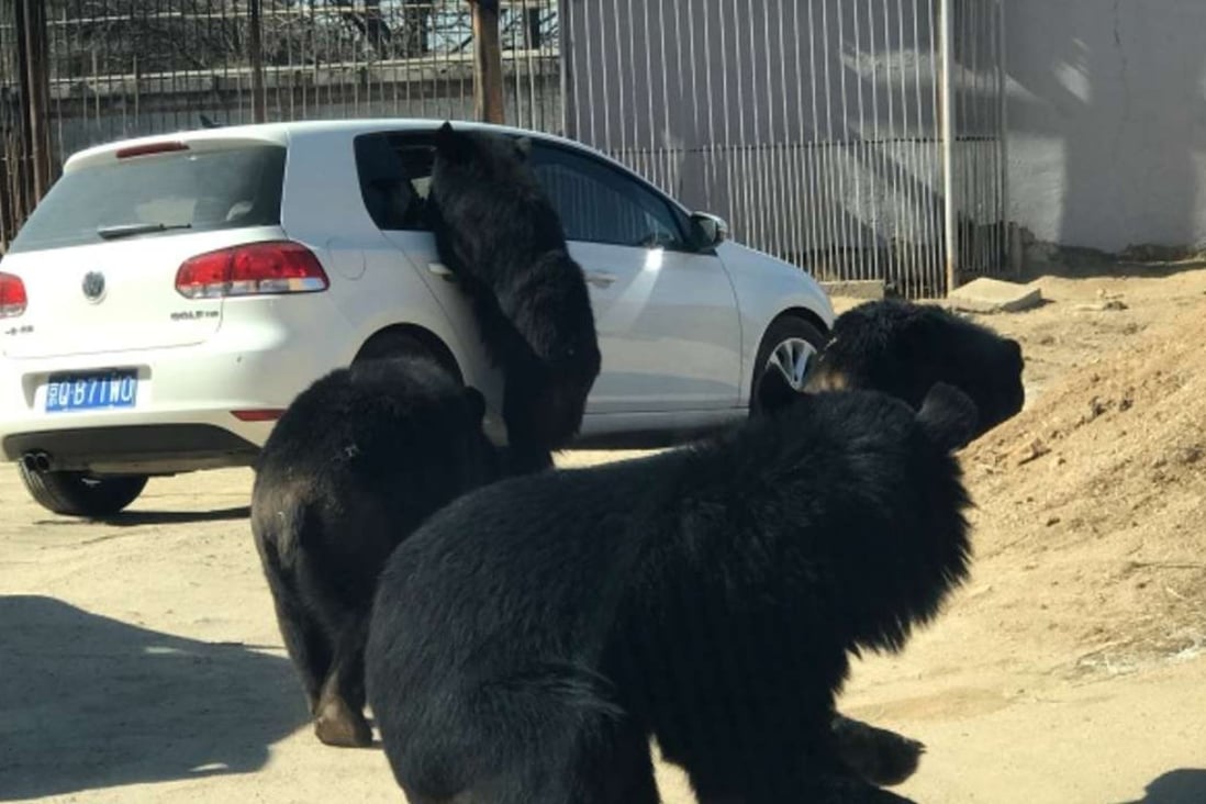 Narrow escape from bears for visitors at Chinese safari park | South ...