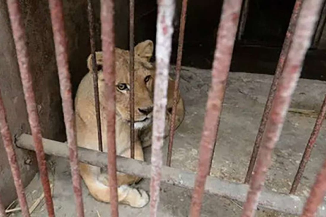 Chinese zoo shut after images of animals in poor condition go viral ...